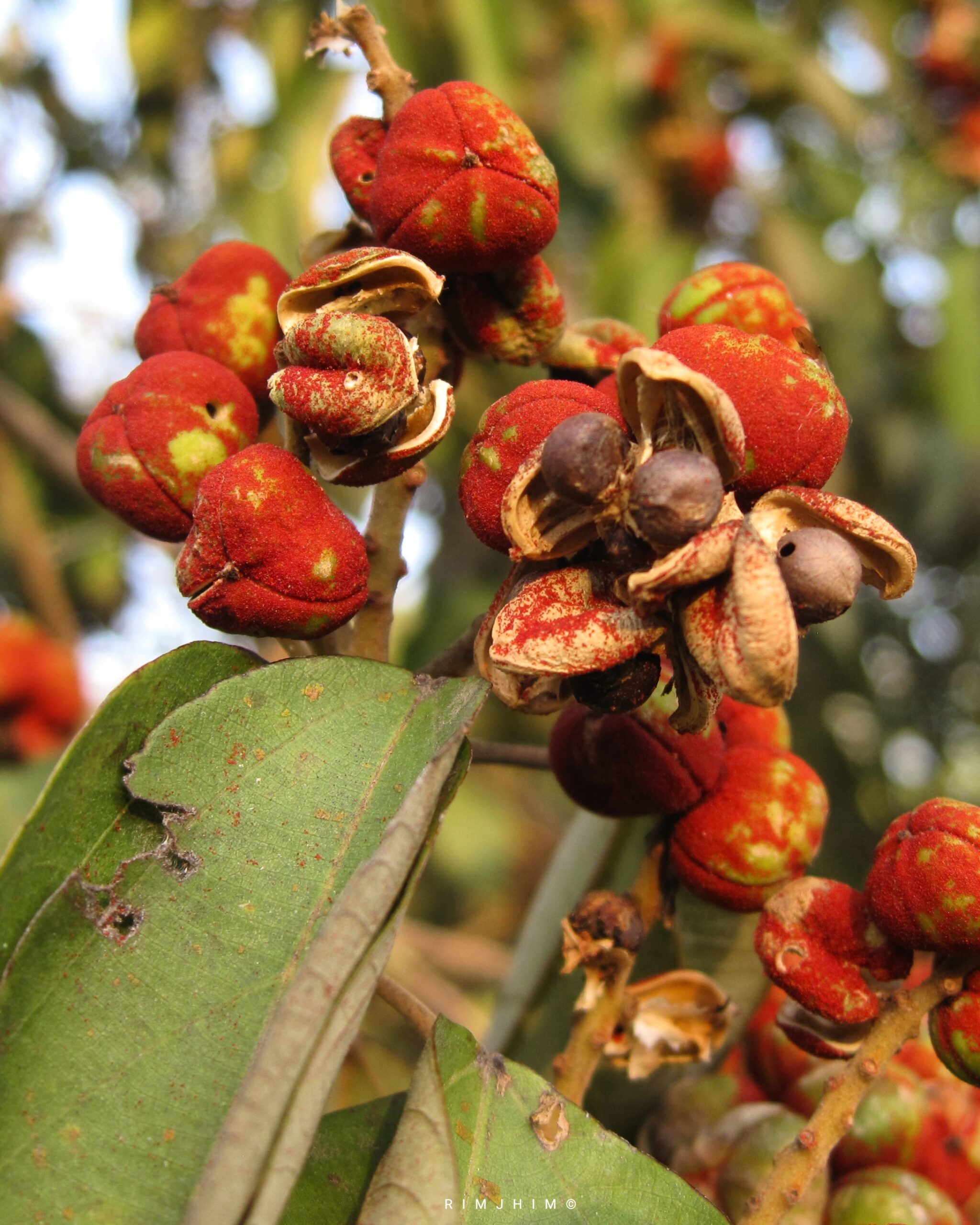 Kaamala Tree, Kamala Tree, dyer’s rottlera, Monkey face tree, orange ...
