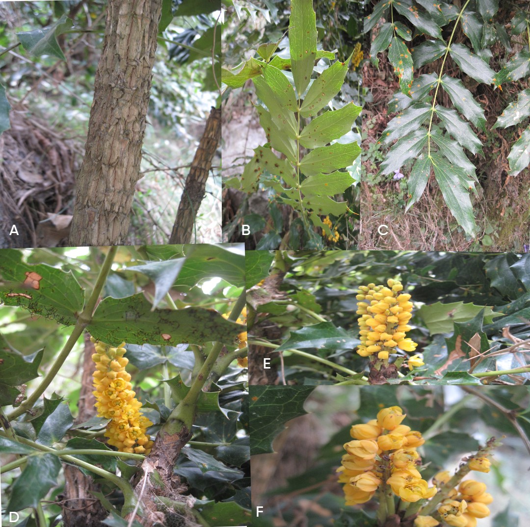 Nepal Barberry, Toda plant - Angiospermworld
